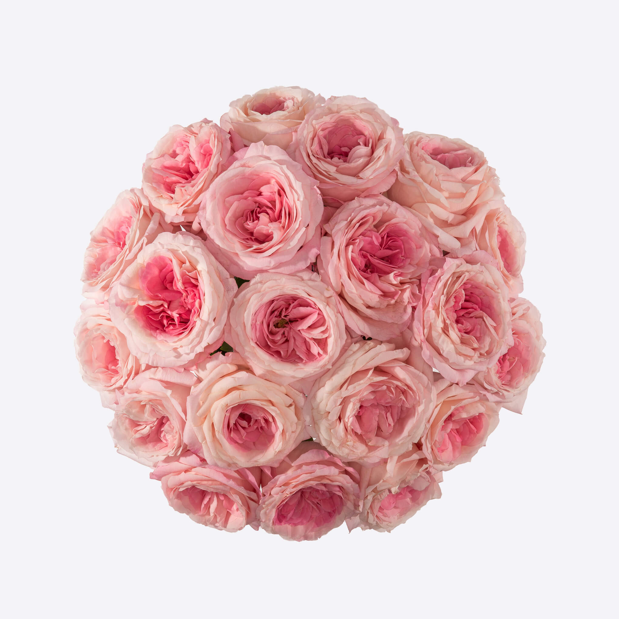 Ballerina – Botania Flower Boutique