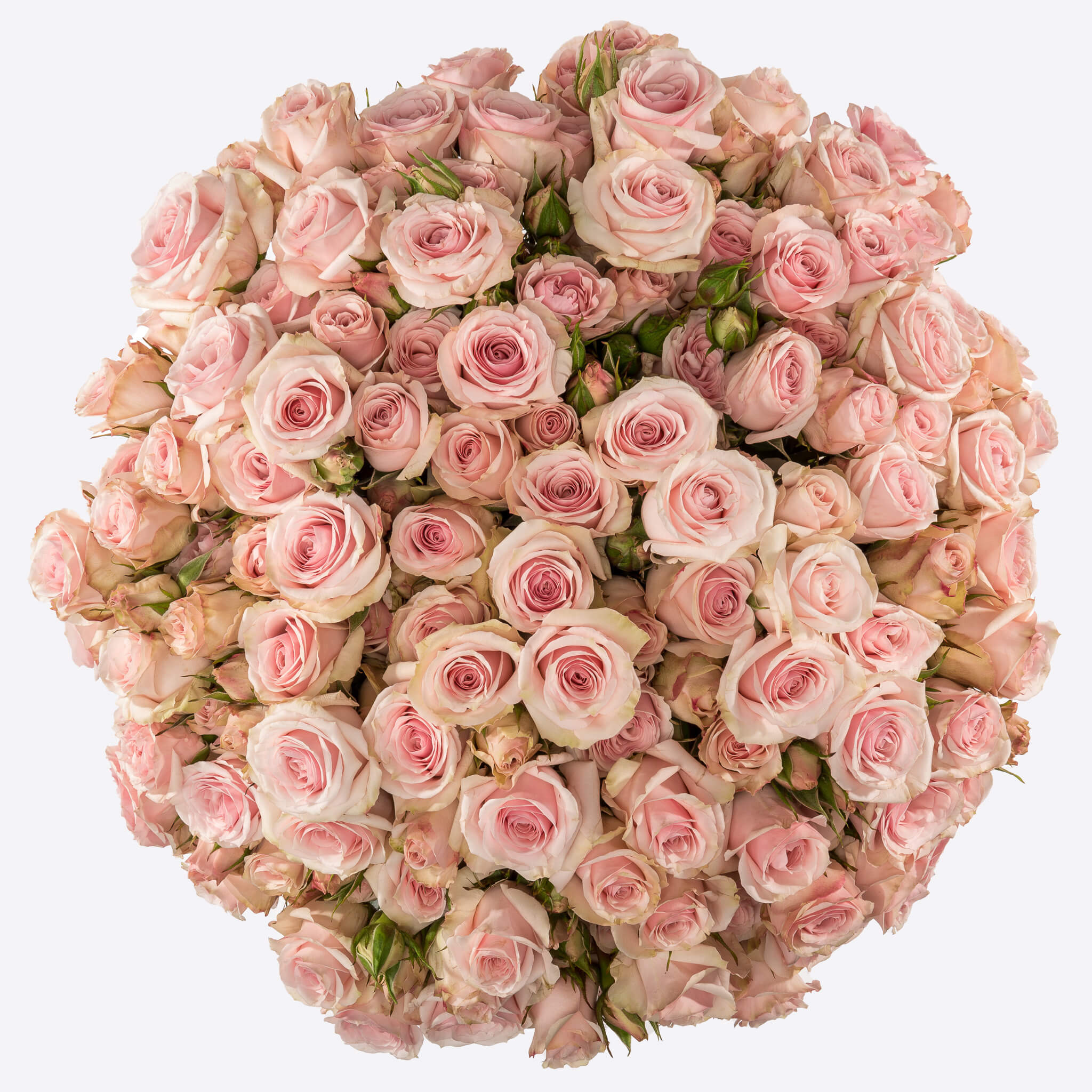 The Lullaby – Botania Flower Boutique