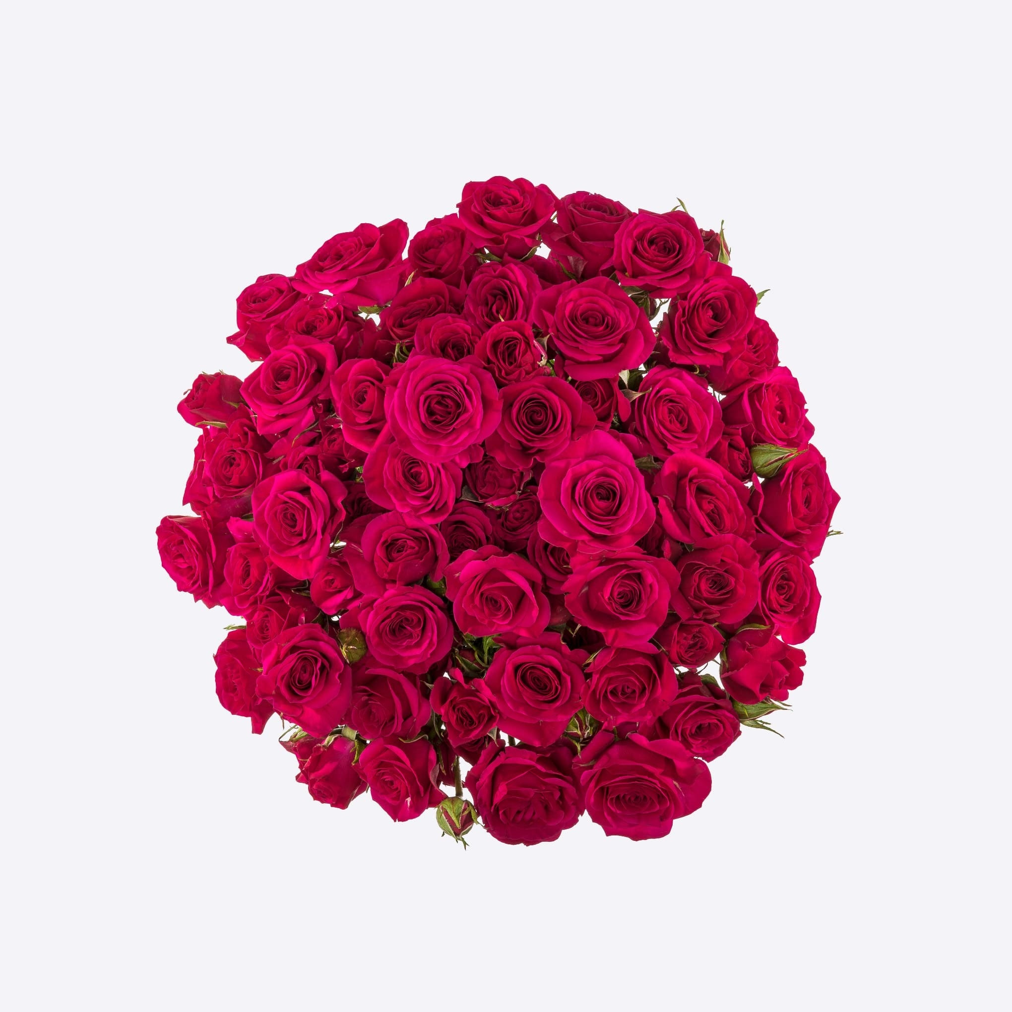 Viva – Botania Flower Boutique